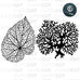 2 Designs - CORALS - SVG / PDF / DXF – DuperCut